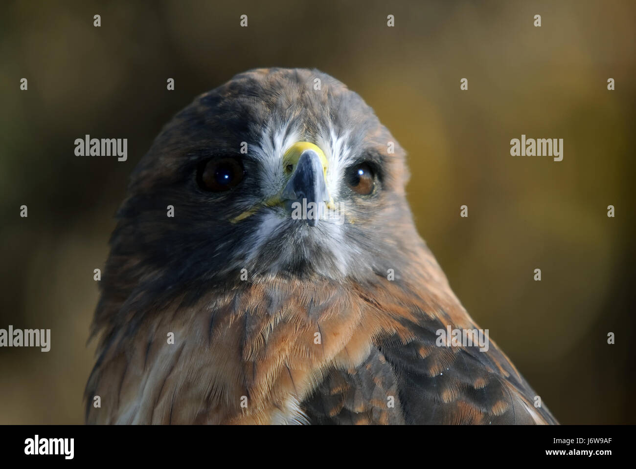 bird raptor birds of prey wildlife predator hawk animal bird brown ...