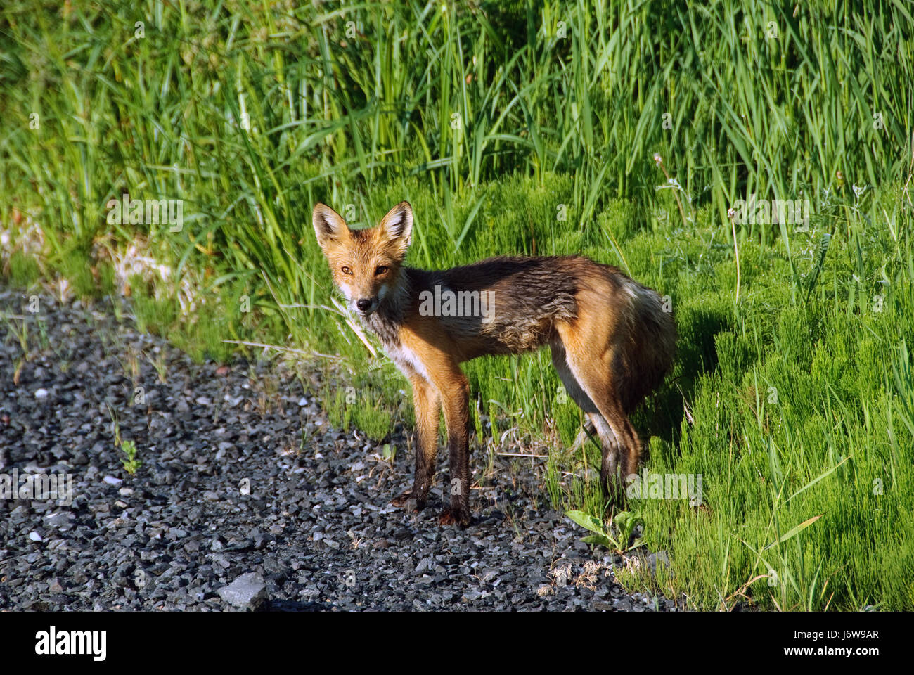 animal mammal wild fur wildlife fox red animal mammal wild fur dog ...