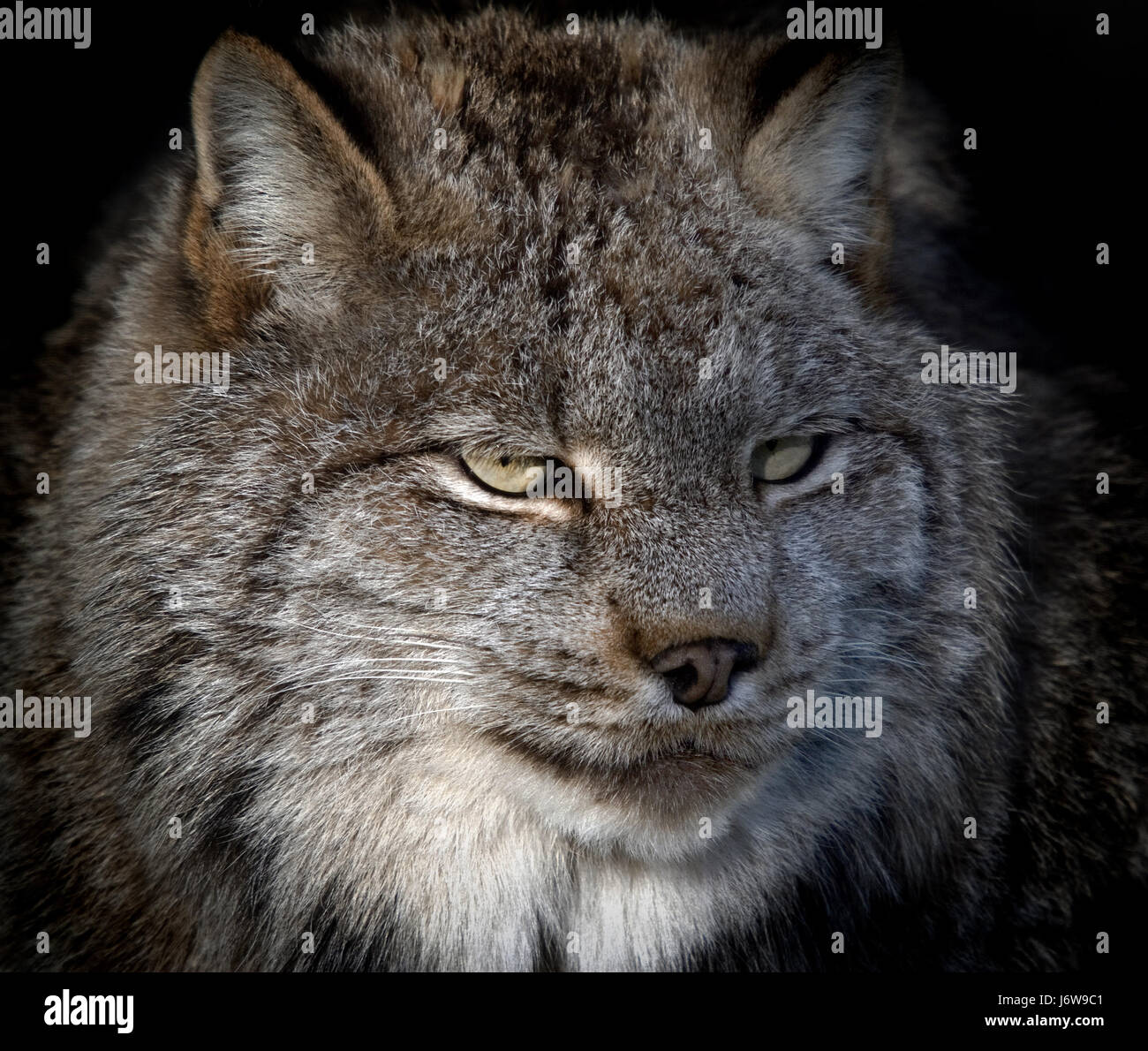 animal mammal fur wildlife predator cat big cat feline predator lynx ...