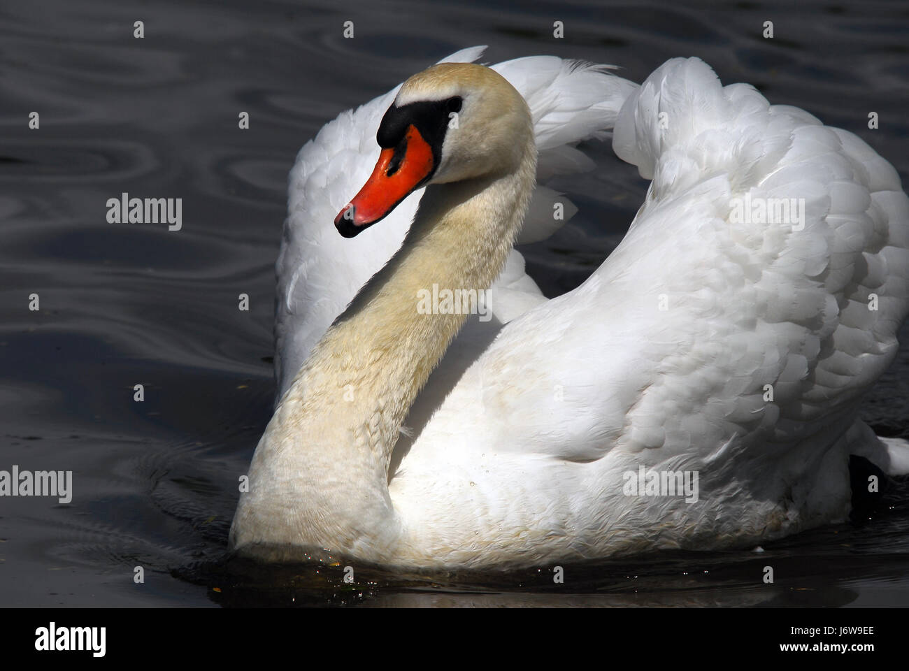 bird swan wing feather white bird swan wing aviary fresh water lake ...