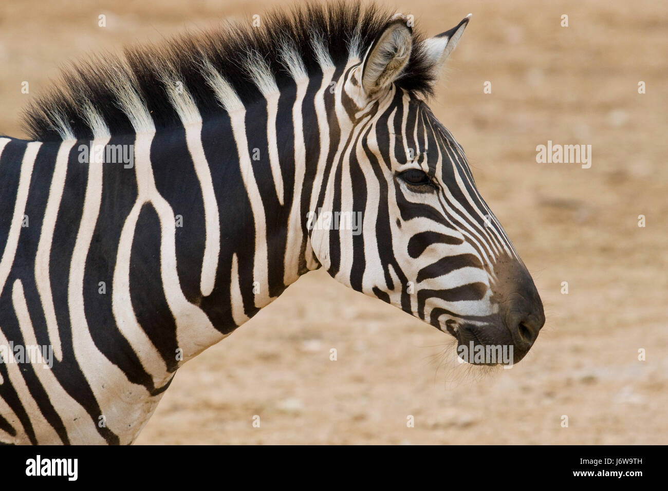 animal mammal fur zebra wildlife herbivorous big large enormous extreme ...