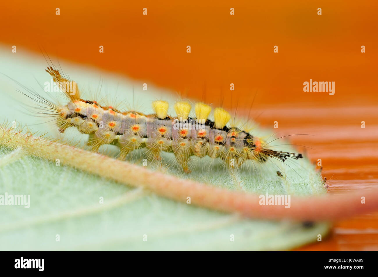 insect scrabble crawling caterpillar crawl larva nymph larvae leaf ...