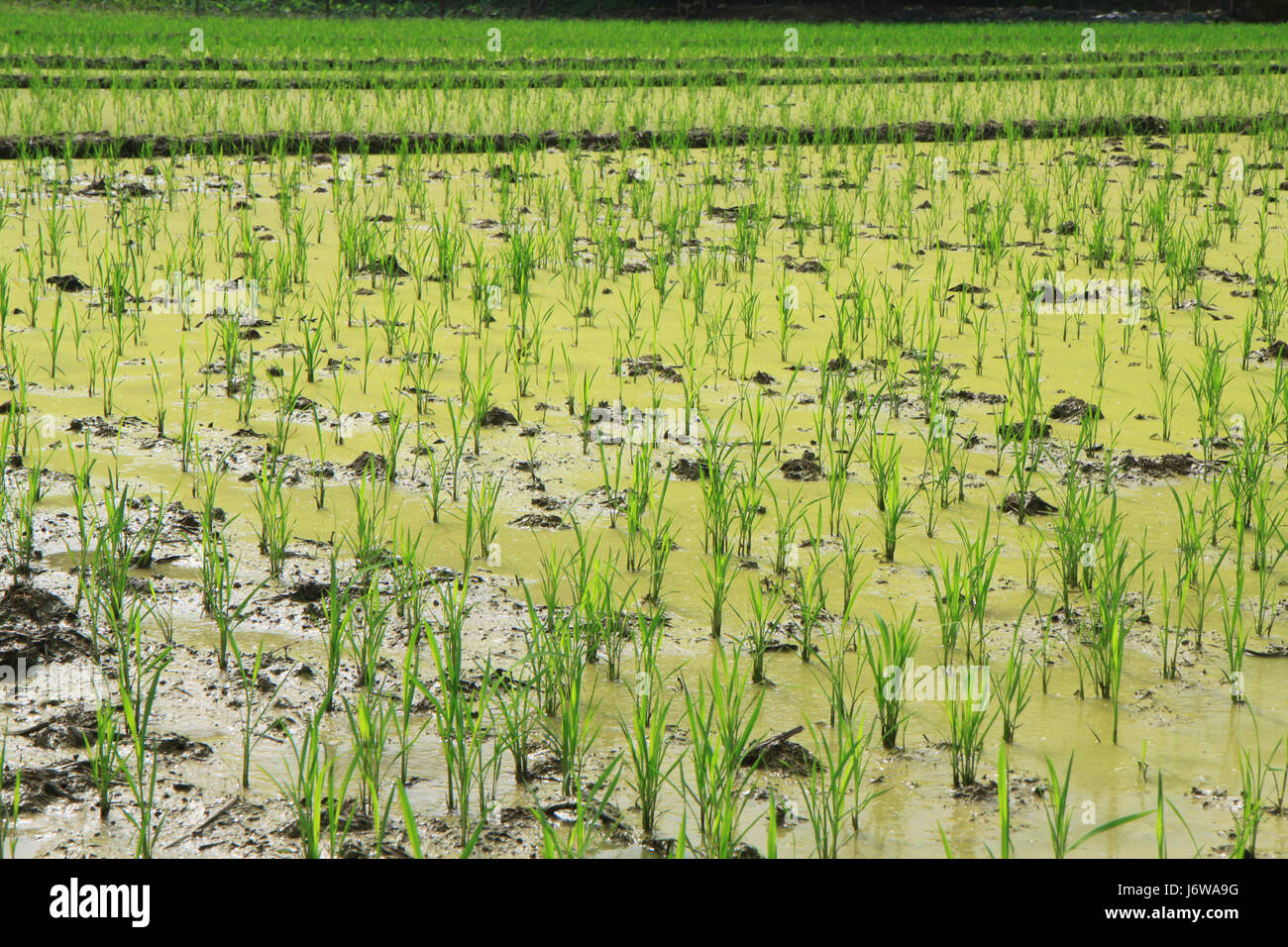 Paddy boiling hi-res stock photography and images - Alamy