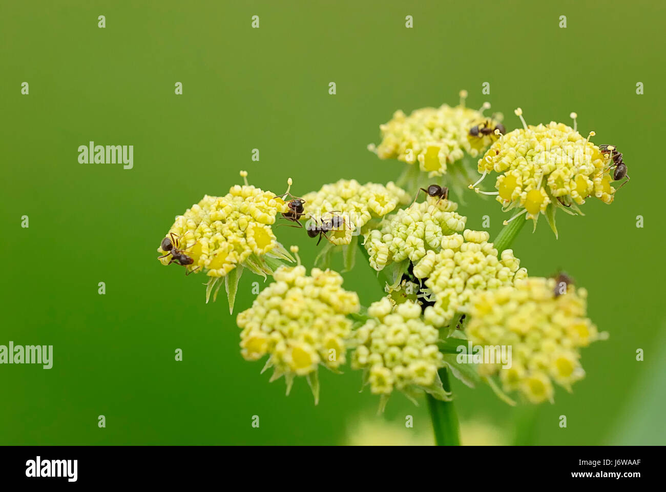 ants climbing frame Stock Photo - Alamy