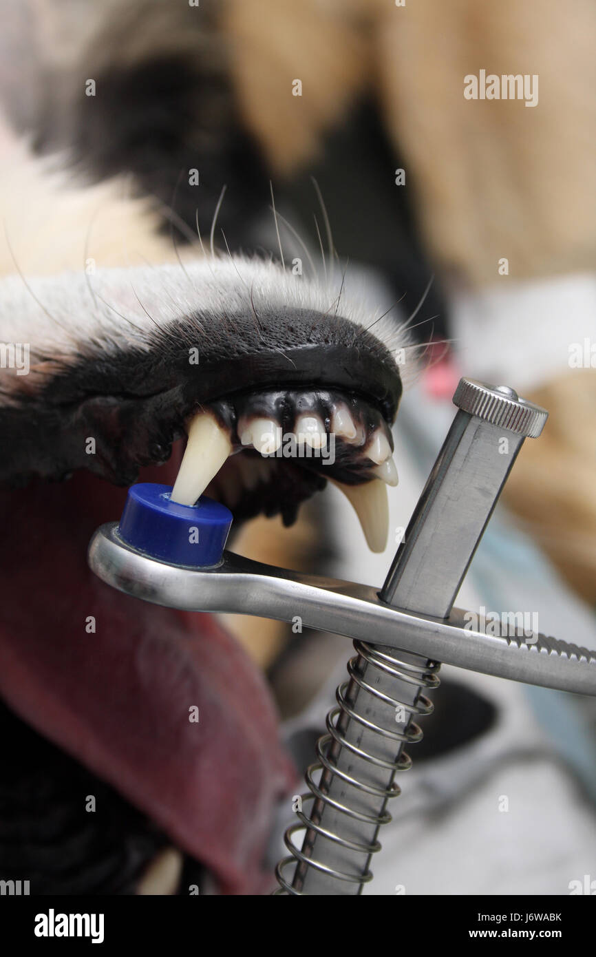 surgery in dogs Stock Photo - Alamy