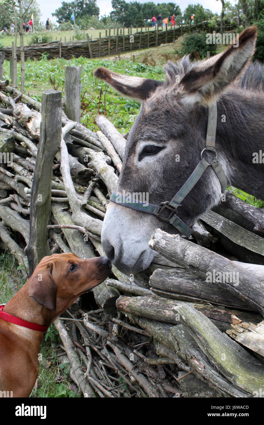 Nosey donkey hi-res stock photography and images - Alamy