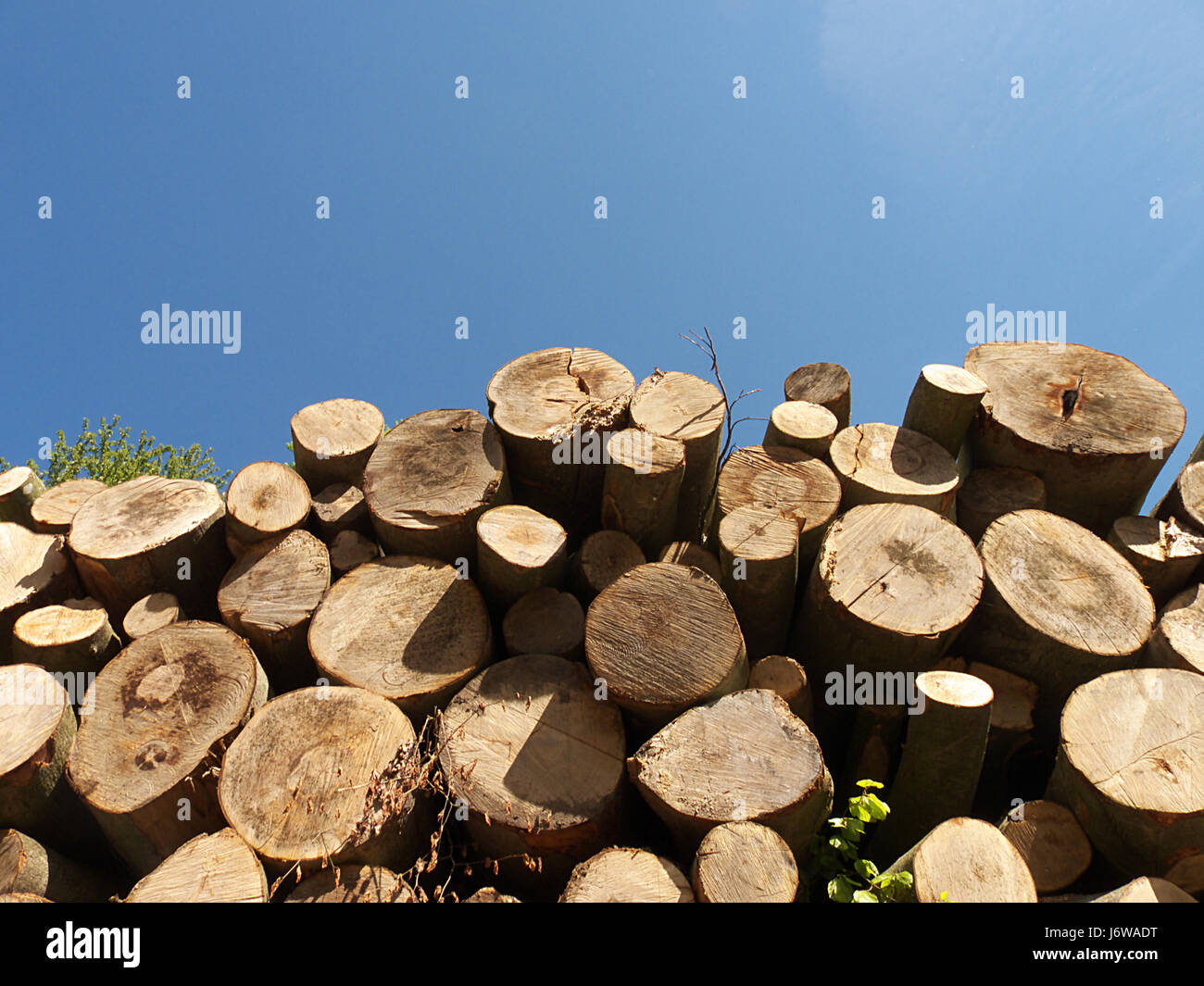 wood in the forest Stock Photo - Alamy