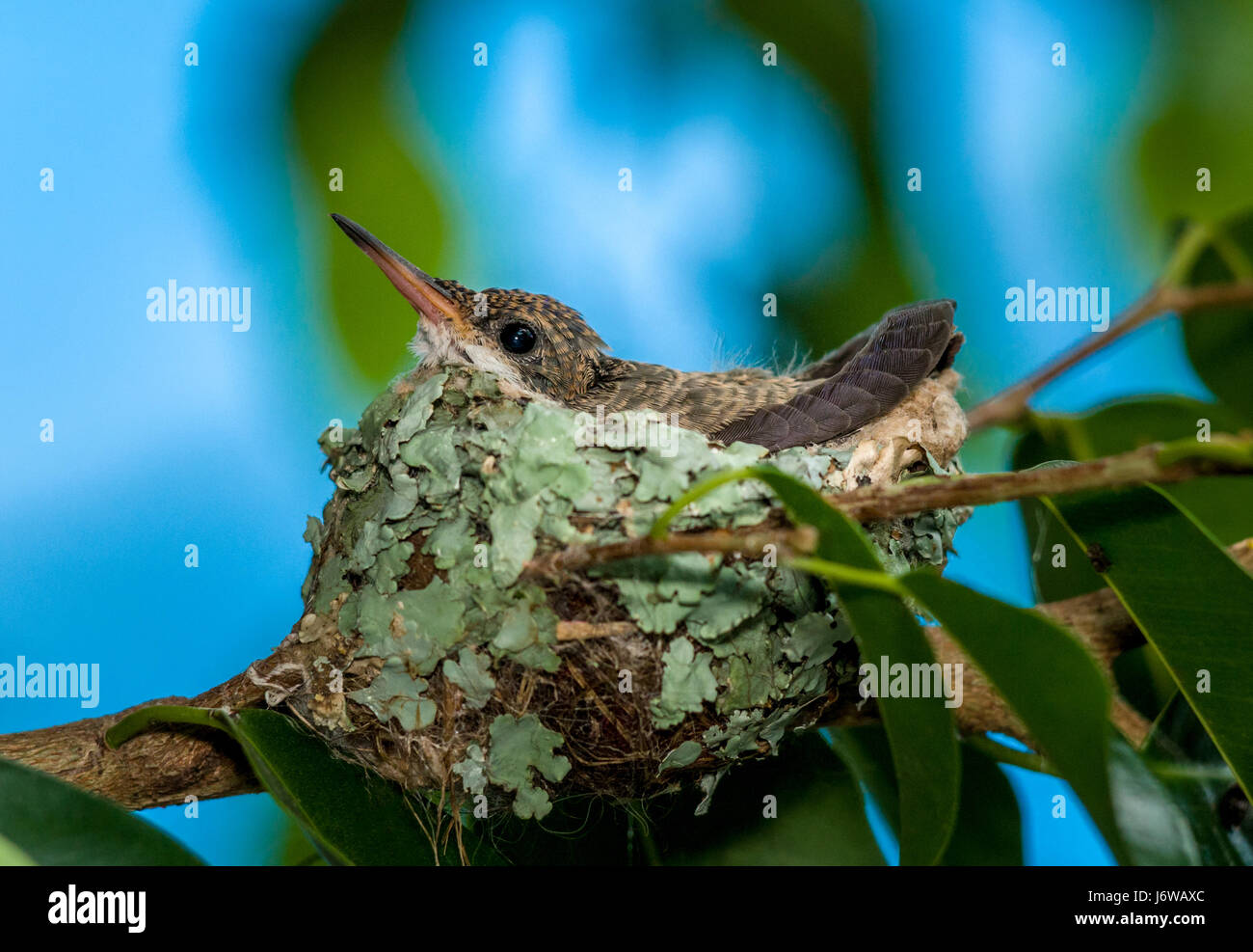 Young rufous hummingbird nest hi-res stock photography and images - Alamy