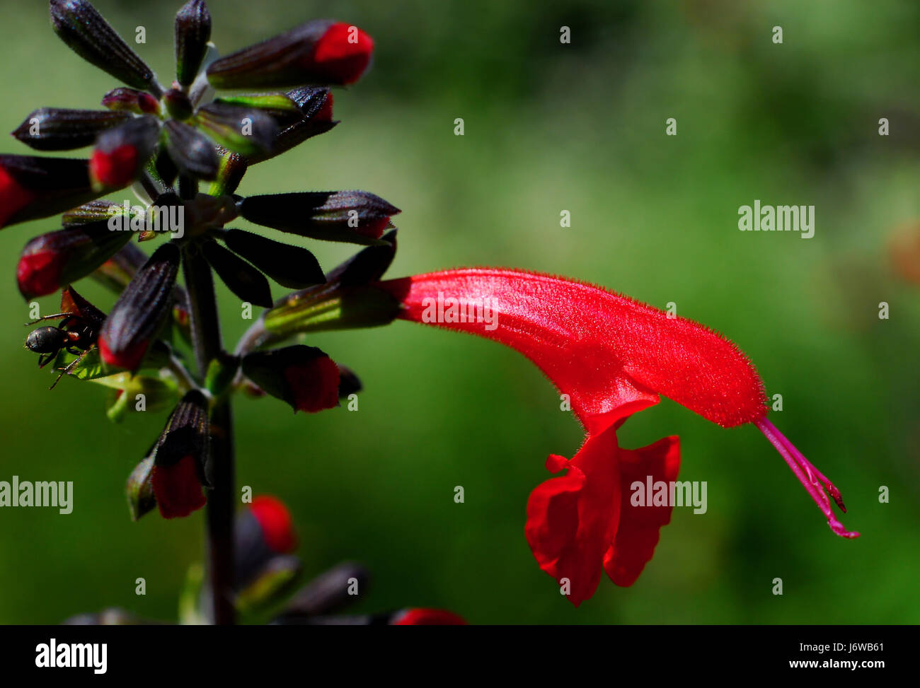 Blood sage salvia coccinea hi-res stock photography and images - Alamy