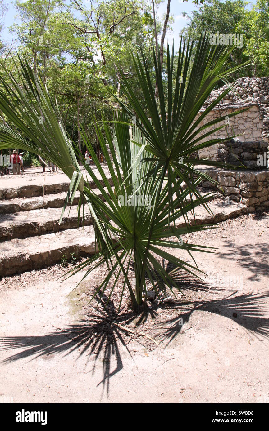 coba mayan ruins Stock Photo - Alamy