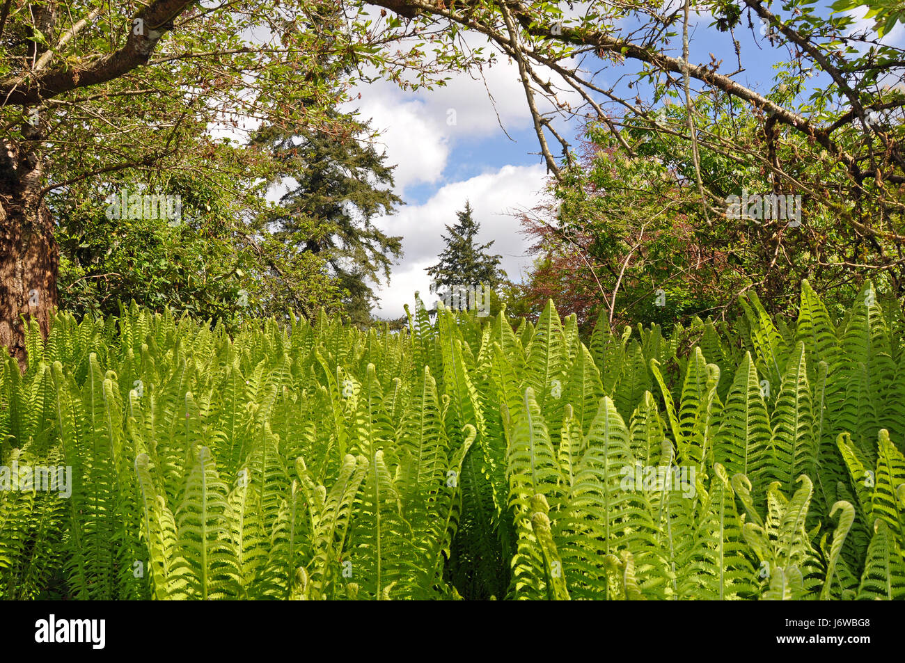 New spring ferns with trees and sky in background Stock Photo - Alamy