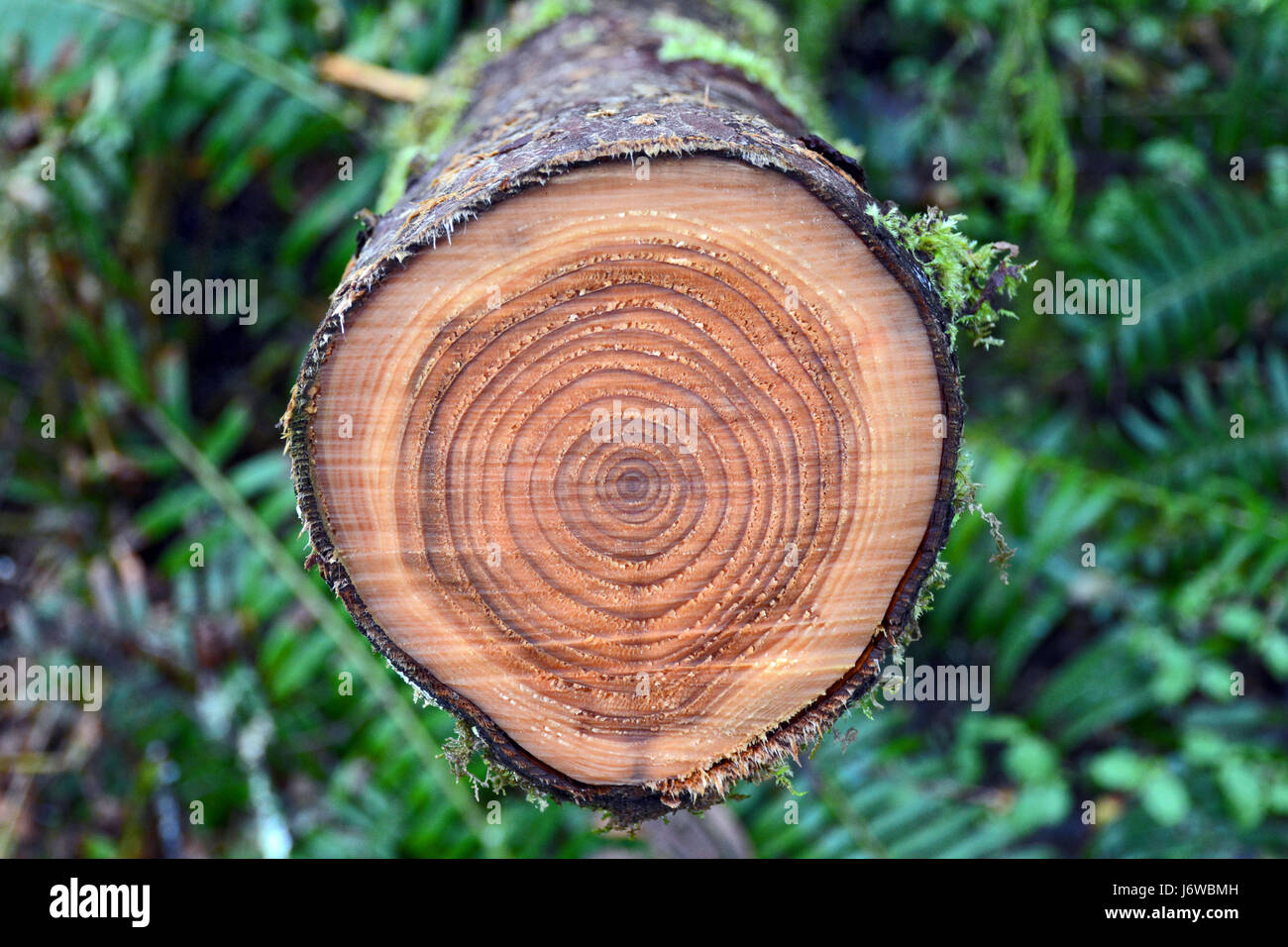Freshly cut log Stock Photo - Alamy