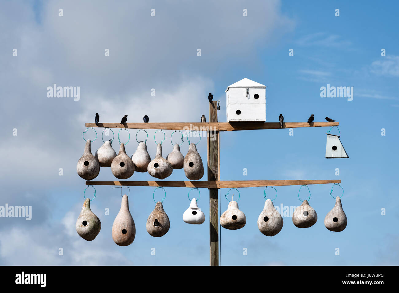 Purple martin birdhouse hi-res stock photography and images - Alamy