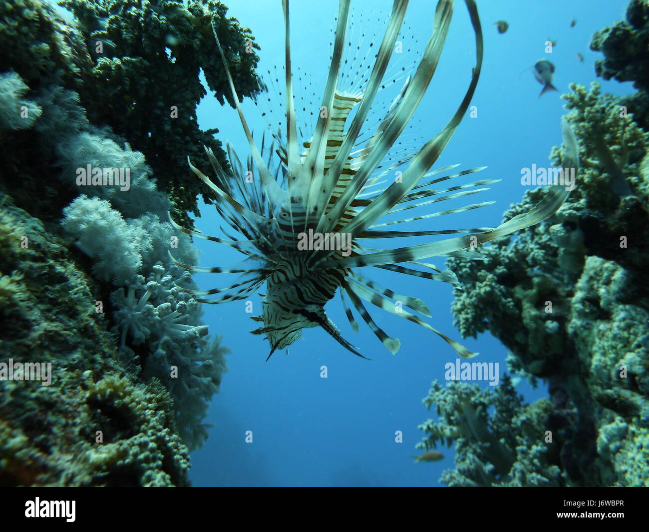 underwater egypt dive pisces toxic poisonous underwater egypt dive ...