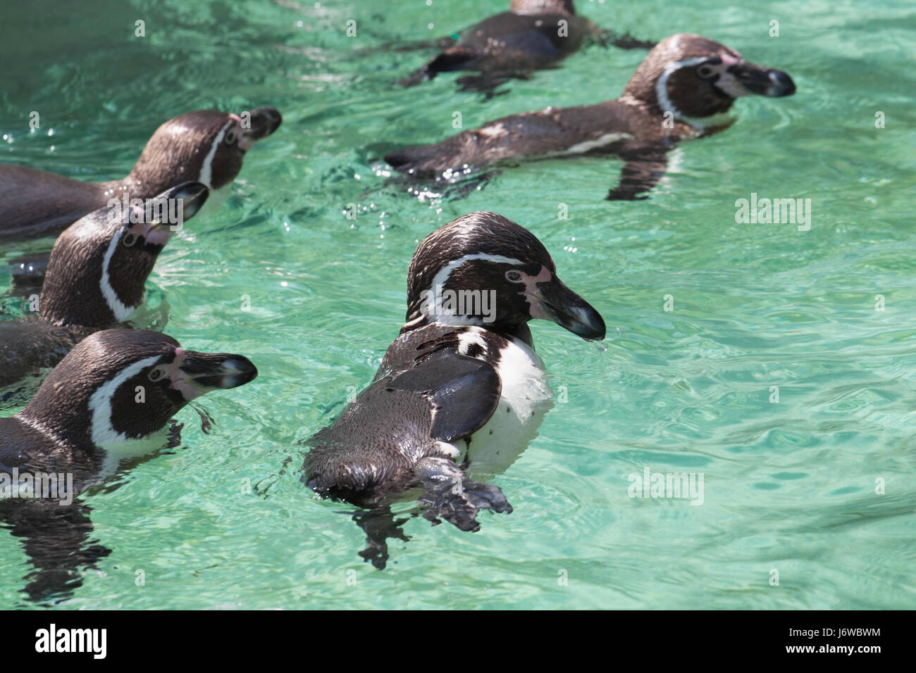 waters animal bird birds penguin water swimming swiming swim swims to ...