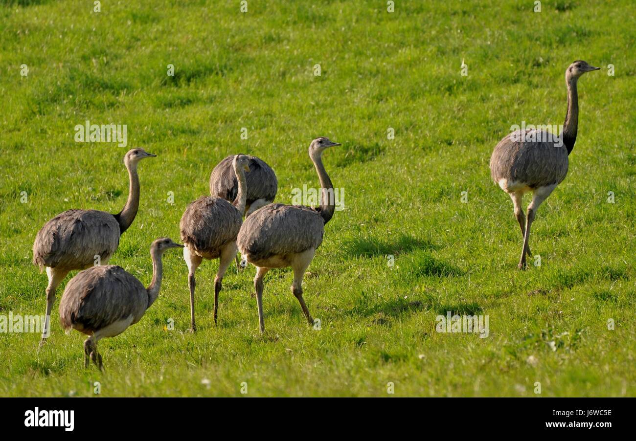bird wild birds Northern Germany ostrich sport sports run running runs ...