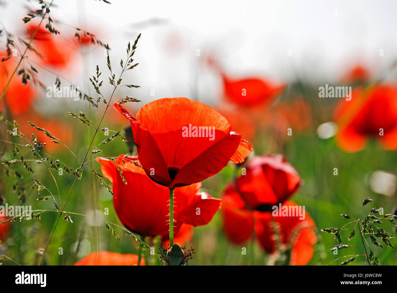 poppy corn poppy flower plant material drug anaesthetic addictive drug ...