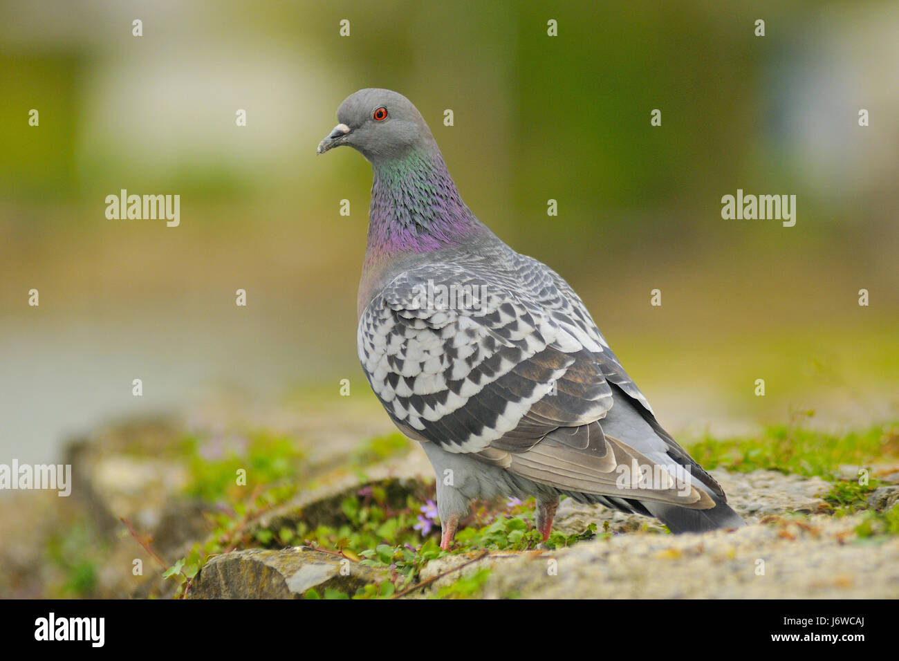 plant bird birds pigeon look glancing see view looking peeking looking ...