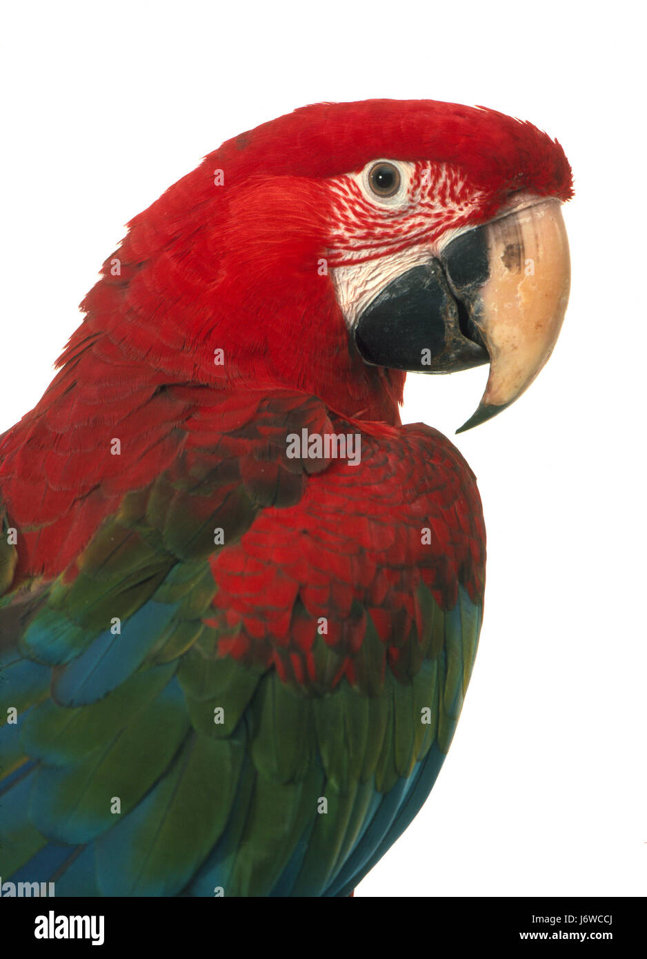 parrot red coloured colourful gorgeous multifarious richly coloured ...