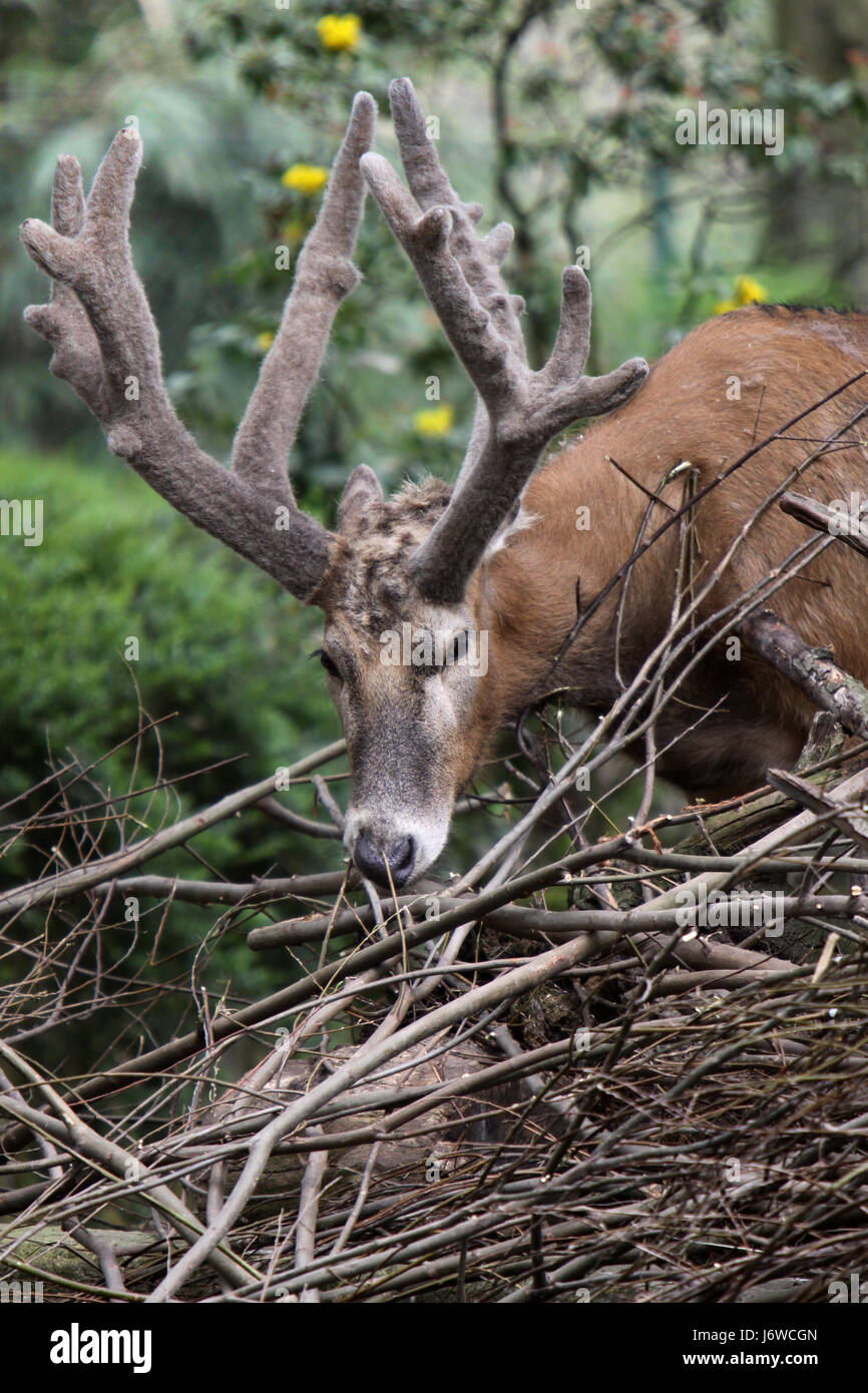 Hirschart hi-res stock photography and images - Alamy