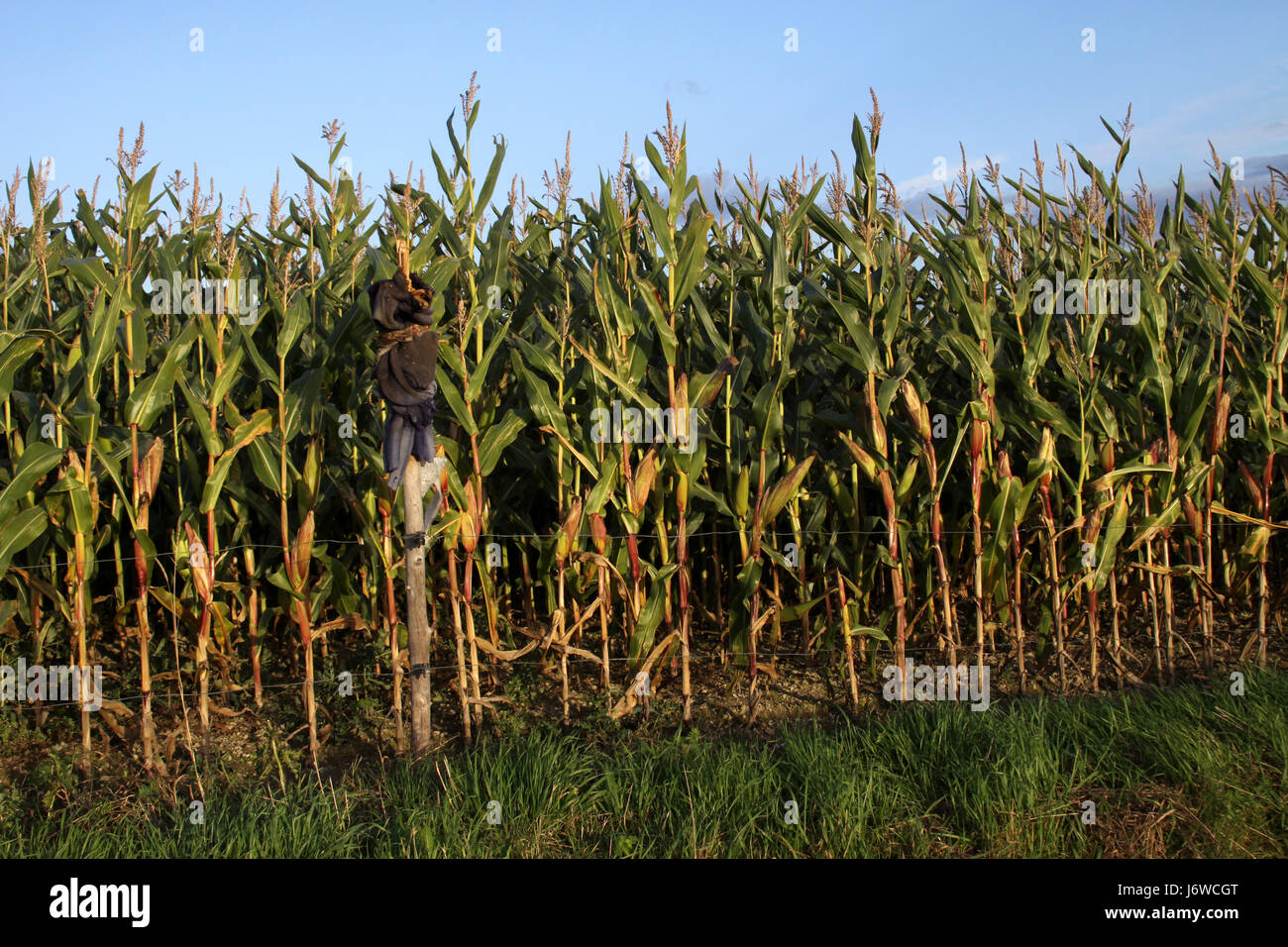 plant agriculture farming corn cornfield corn-growing plant green ...