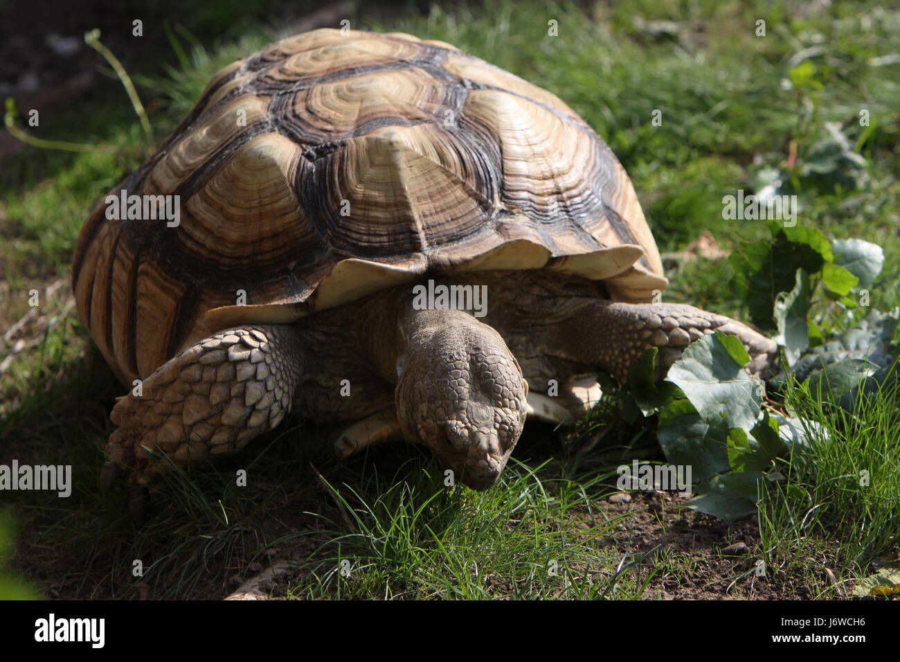 reptile reptiles turtle tortoise animal reptile africa armored reptiles ...