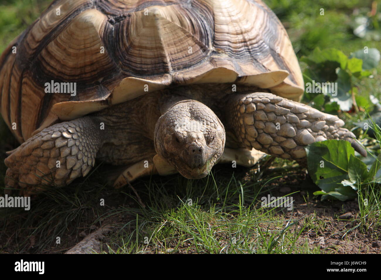 Armored reptiles hi-res stock photography and images - Alamy