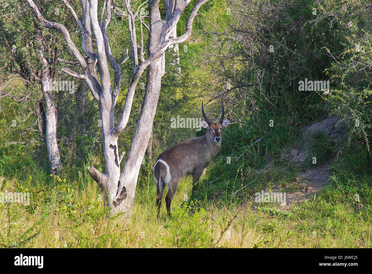 wildlife south africa safari scenery countryside nature shine shines ...
