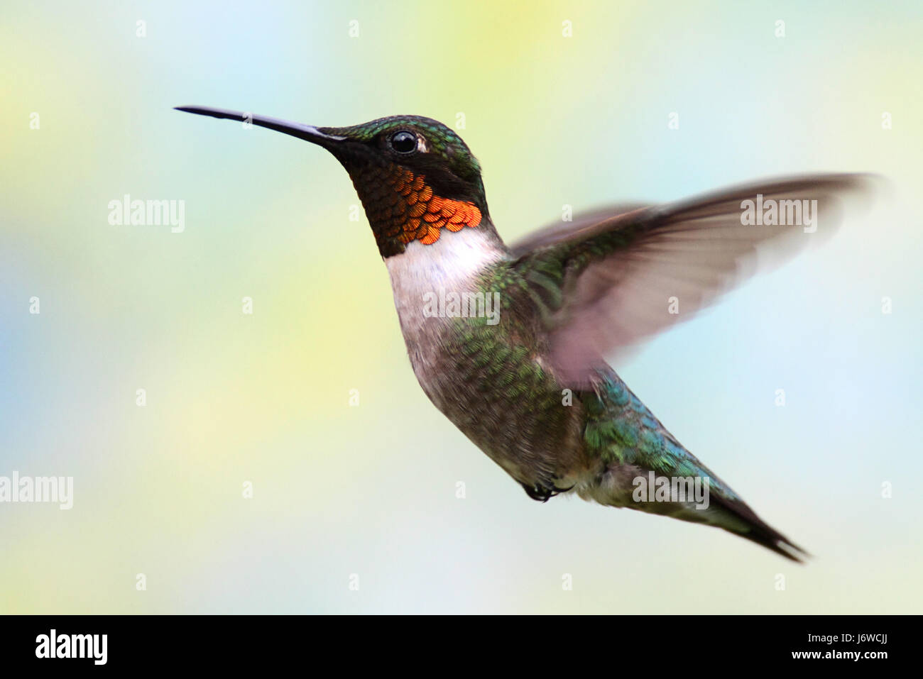 wild male masculine birds wildlife hummingbird ruby nature animal bird ...