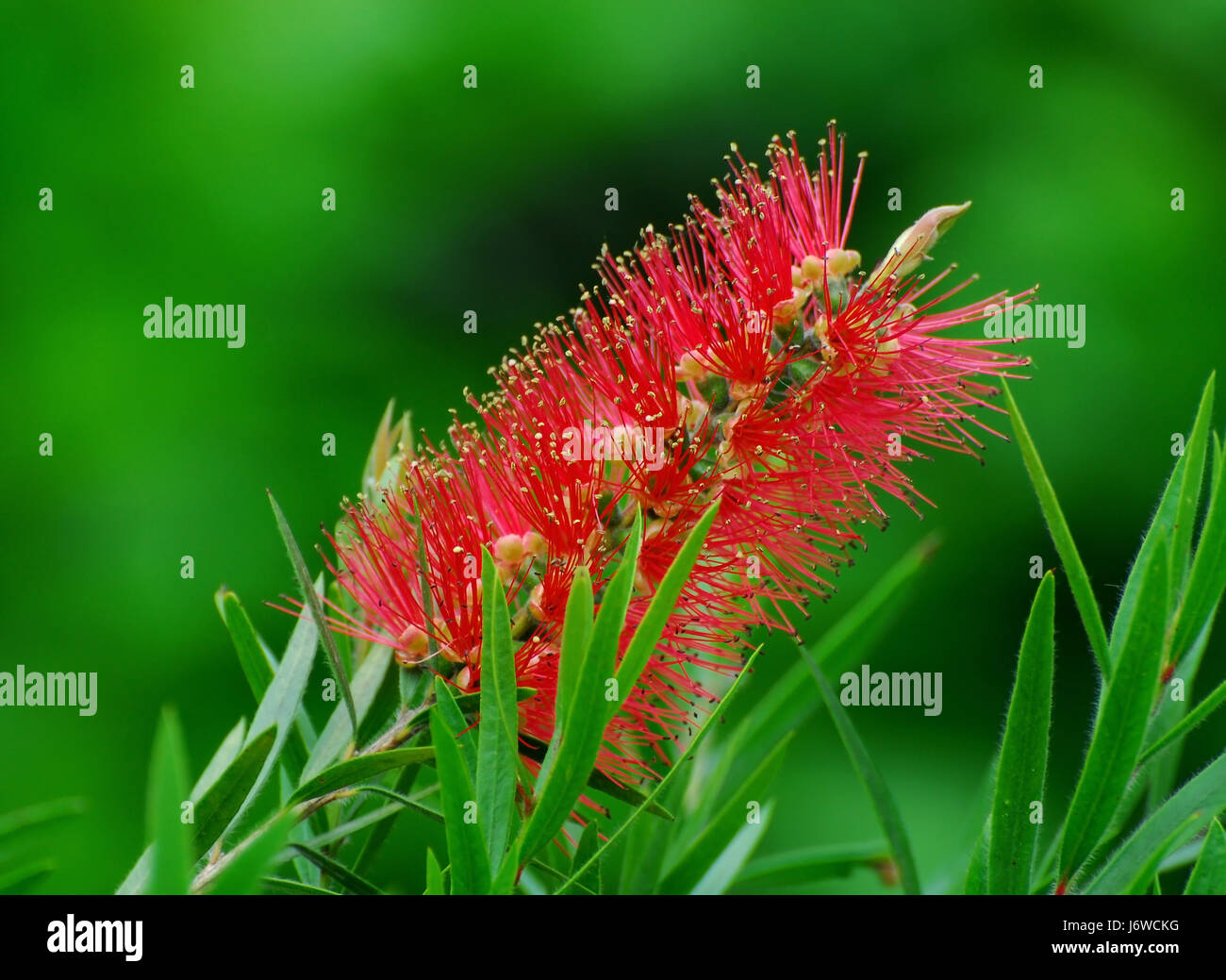 blossoms decorative plant bleed plant tree trees plant flora botany ...