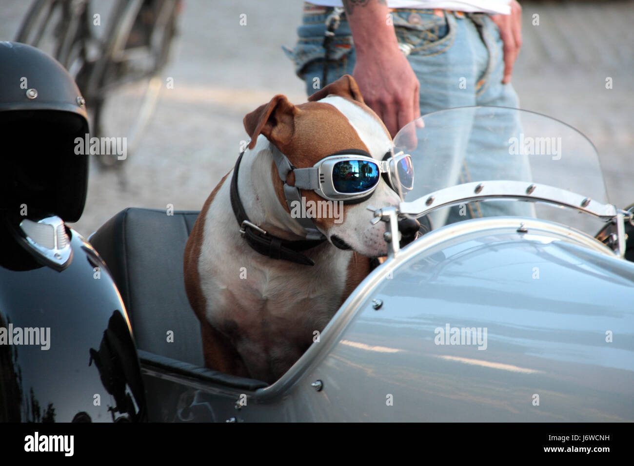 drive mirroring dog helmet necklace ferries sidecar drive mirroring dog ...