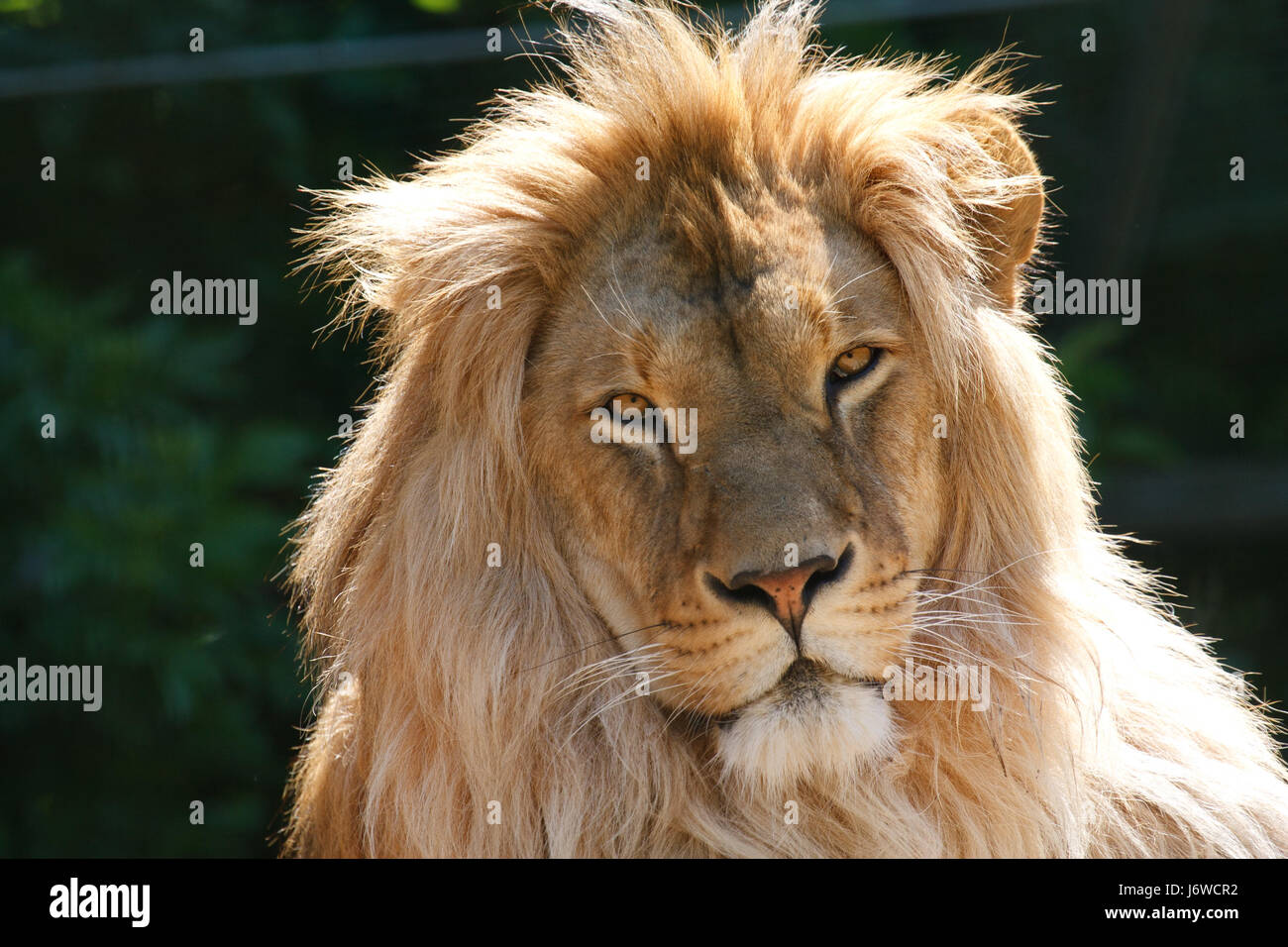 big large enormous extreme powerful imposing immense relevant animal ...