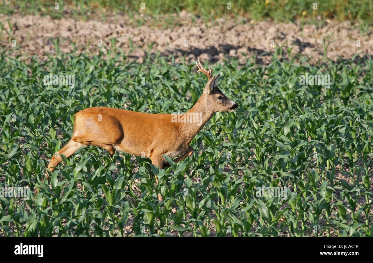 mammal south tyrol roebuck excited animal mammal animals aigrette ...