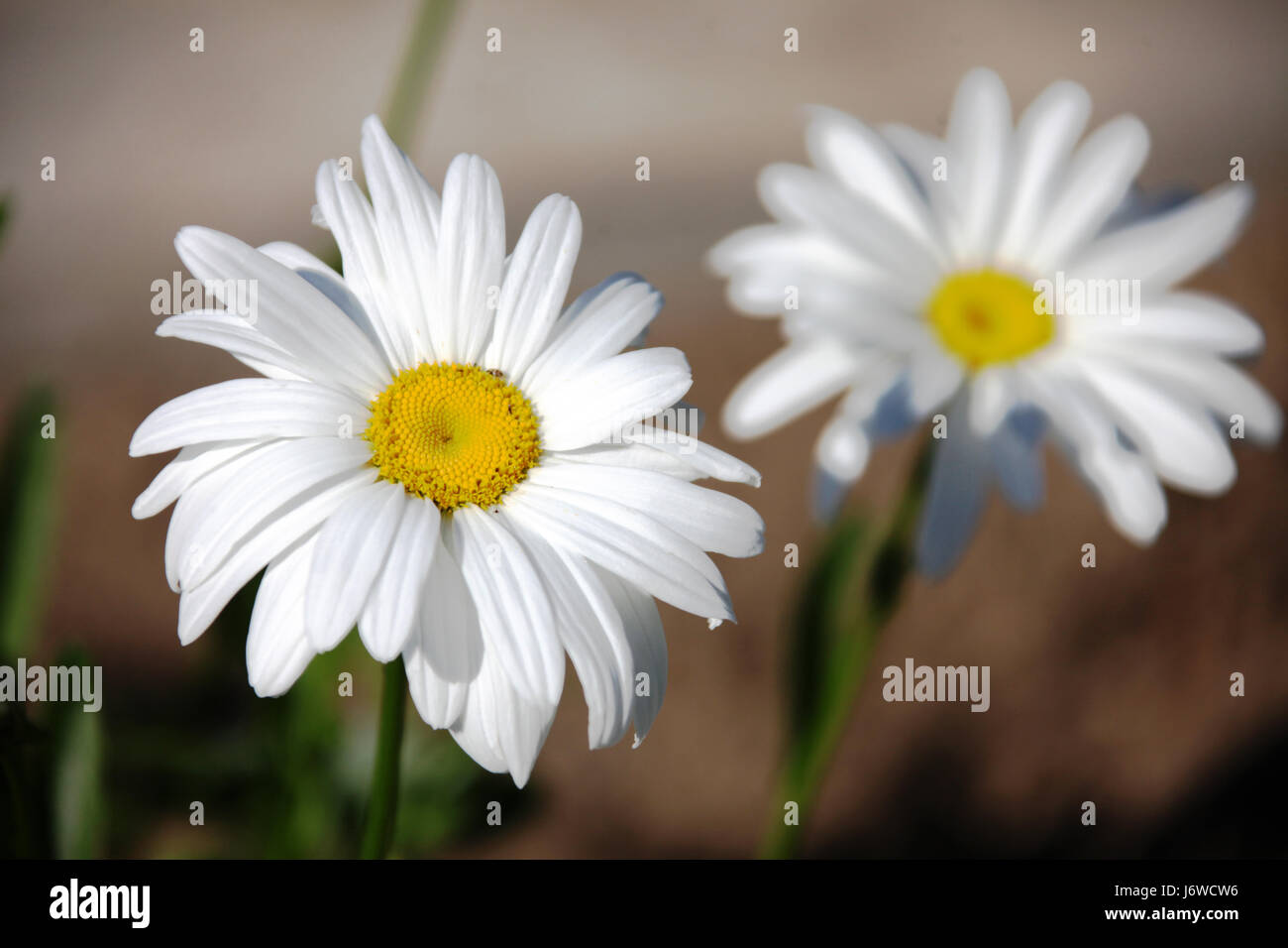 plant flower flowers blossoms bleed rank growth meadow two plant bloom ...