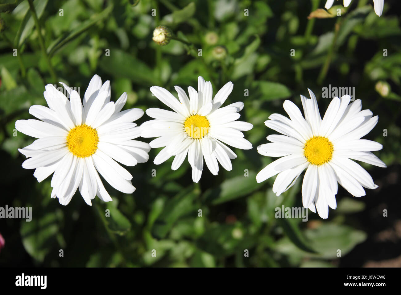 plant flower flowers blossoms three bleed rank growth meadow plant ...