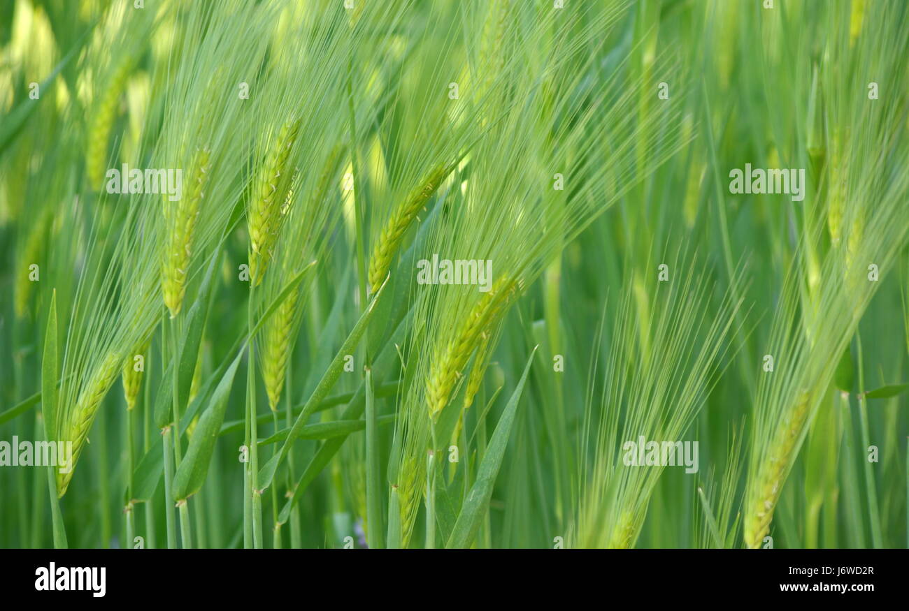 Cornstalk hi-res stock photography and images - Alamy