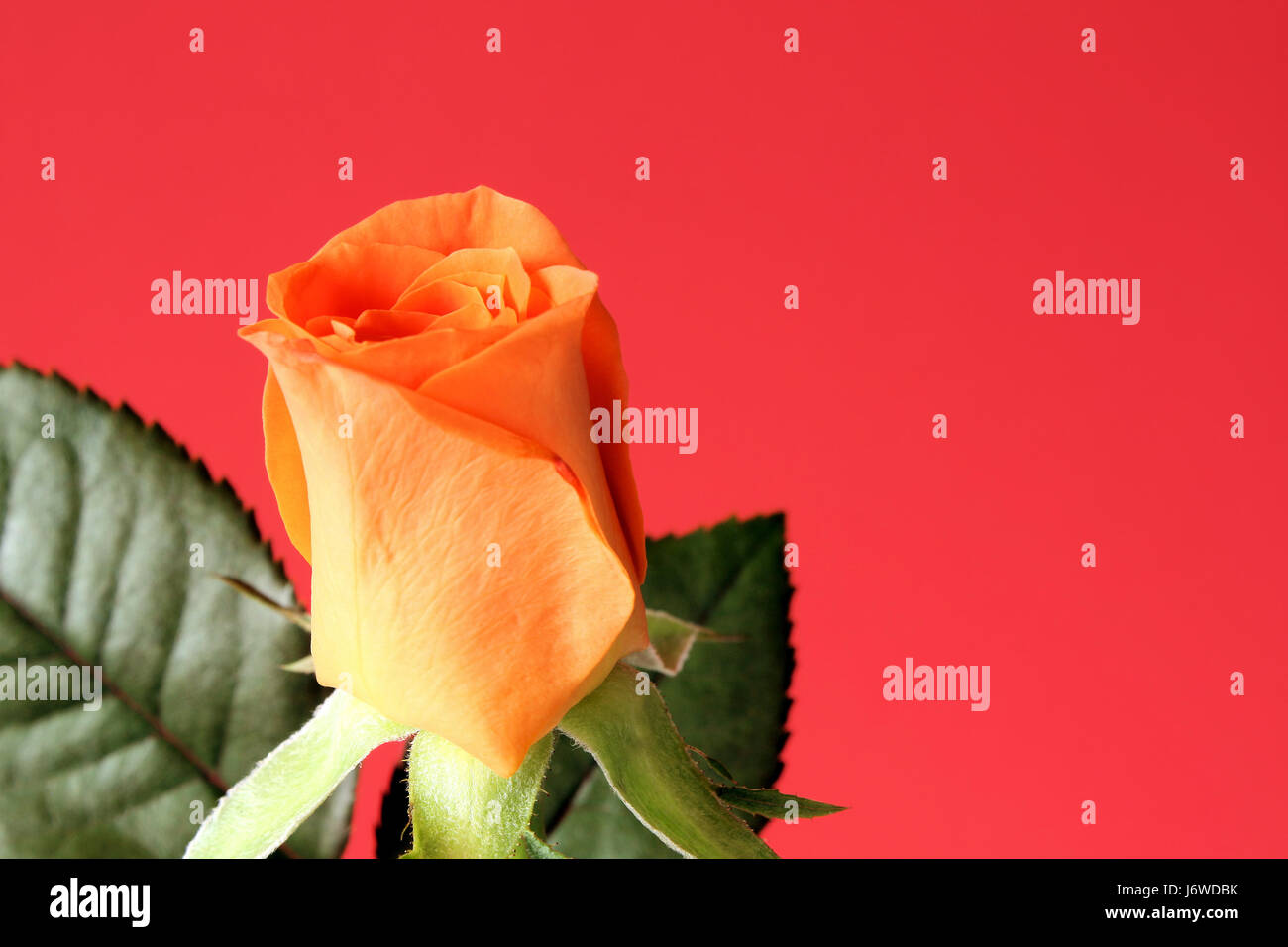 Dwarf rose hi-res stock photography and images - Alamy