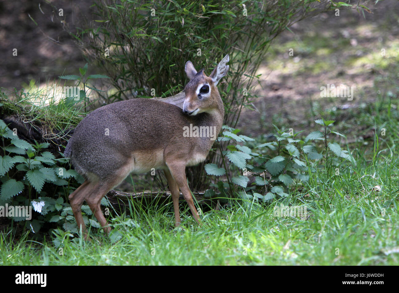 animal mammal africa antelope african dikdik kirk-dikdik kirkdikdik ...