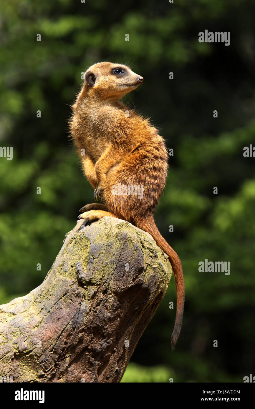 mammal mammals predator meerkat meerkats animal mammal africa watchful ...