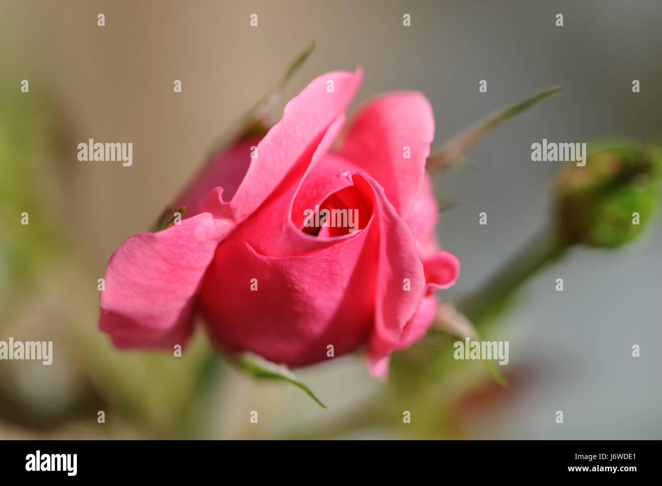 Closed bud pink rose hi-res stock photography and images - Alamy