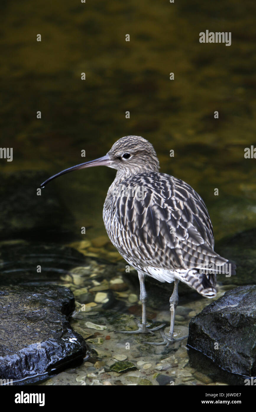 animal bird birds bigger wader waders animal bird birds waterfowls ...