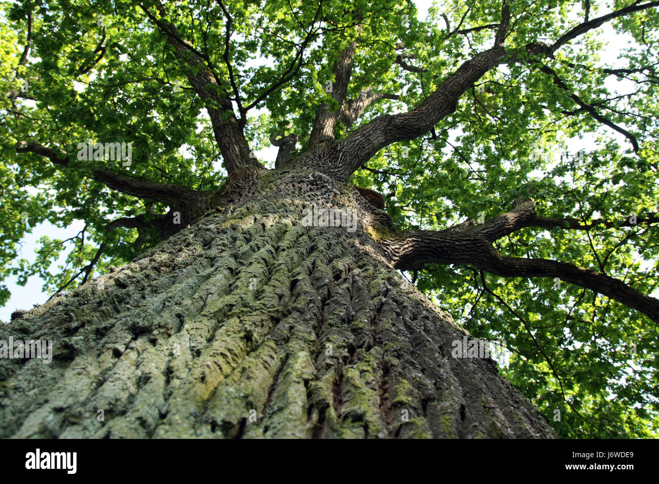 oak tree in summer Stock Photo - Alamy