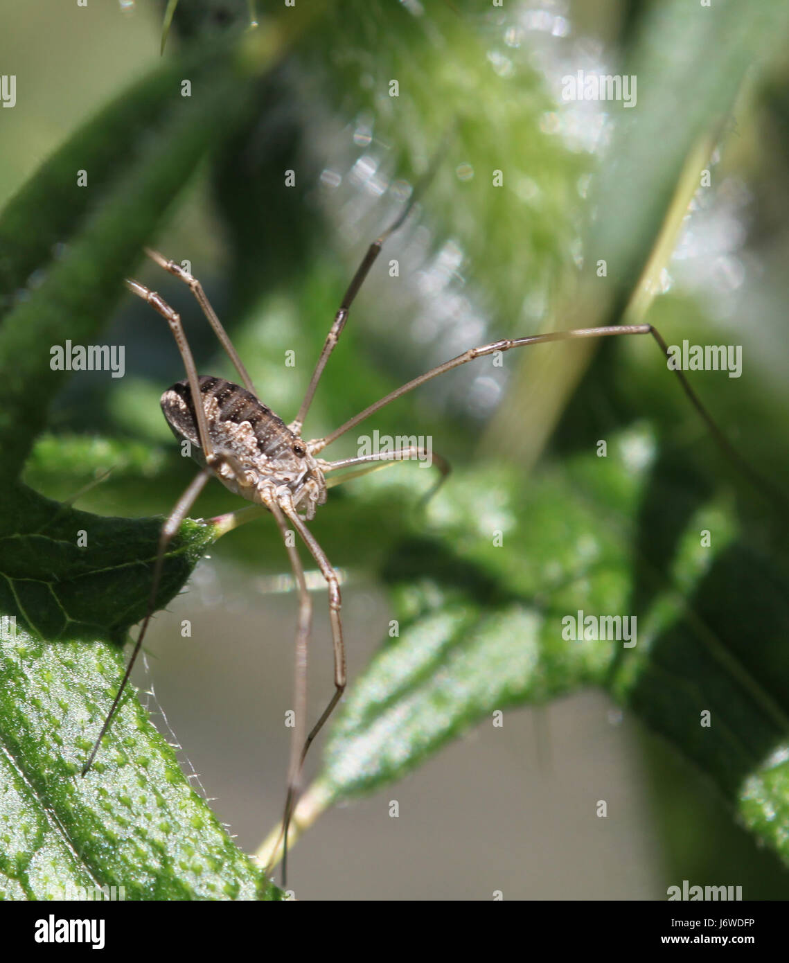 Carpenter Spider Stock Photos & Carpenter Spider Stock Images - Alamy