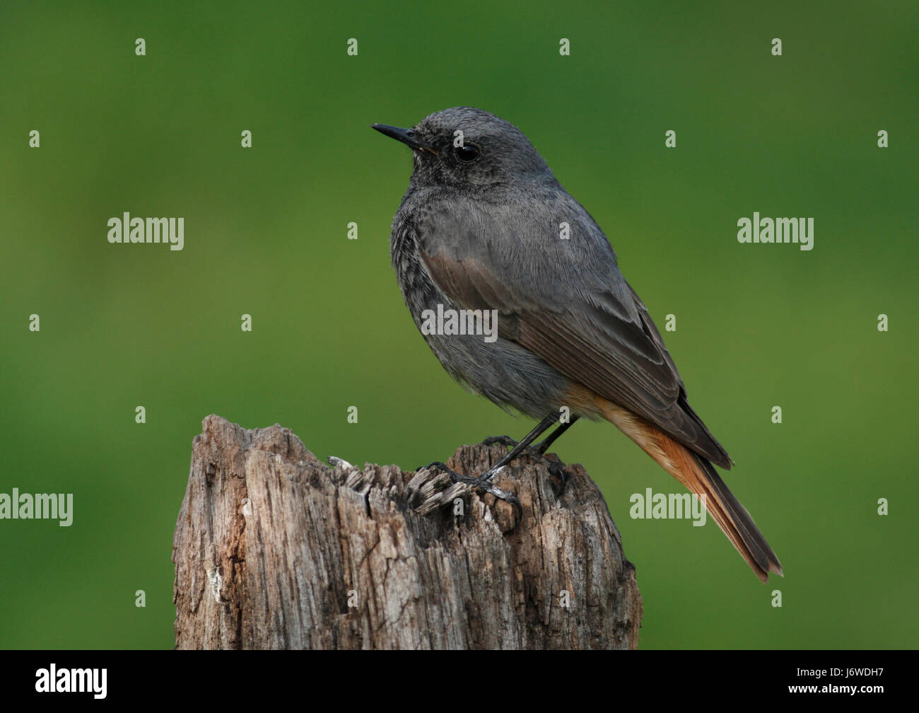 garden gardens insectivore insectivorous garden male gardens singing ...