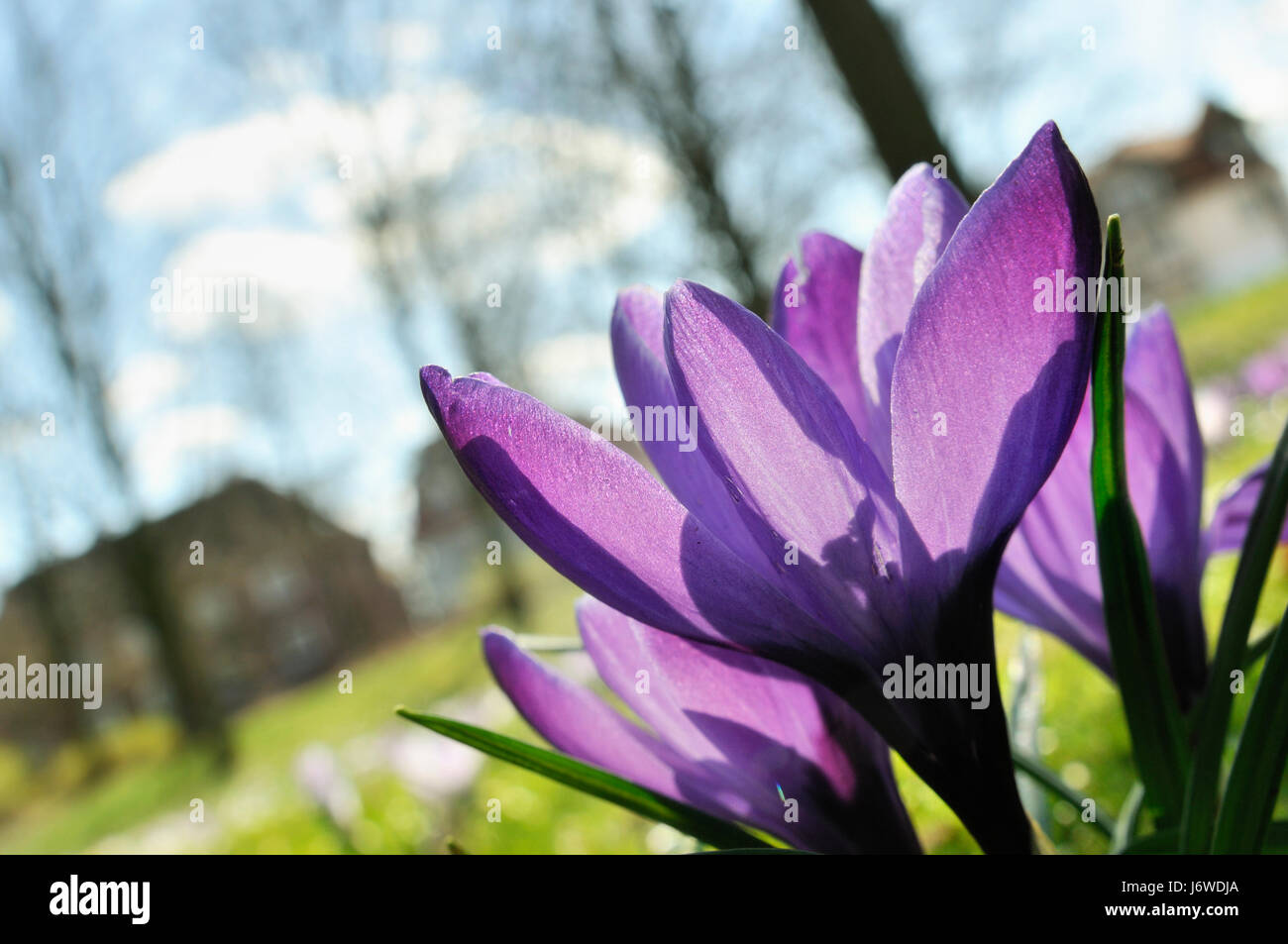 city town park spring crocus crocuses colony meadow house building city ...