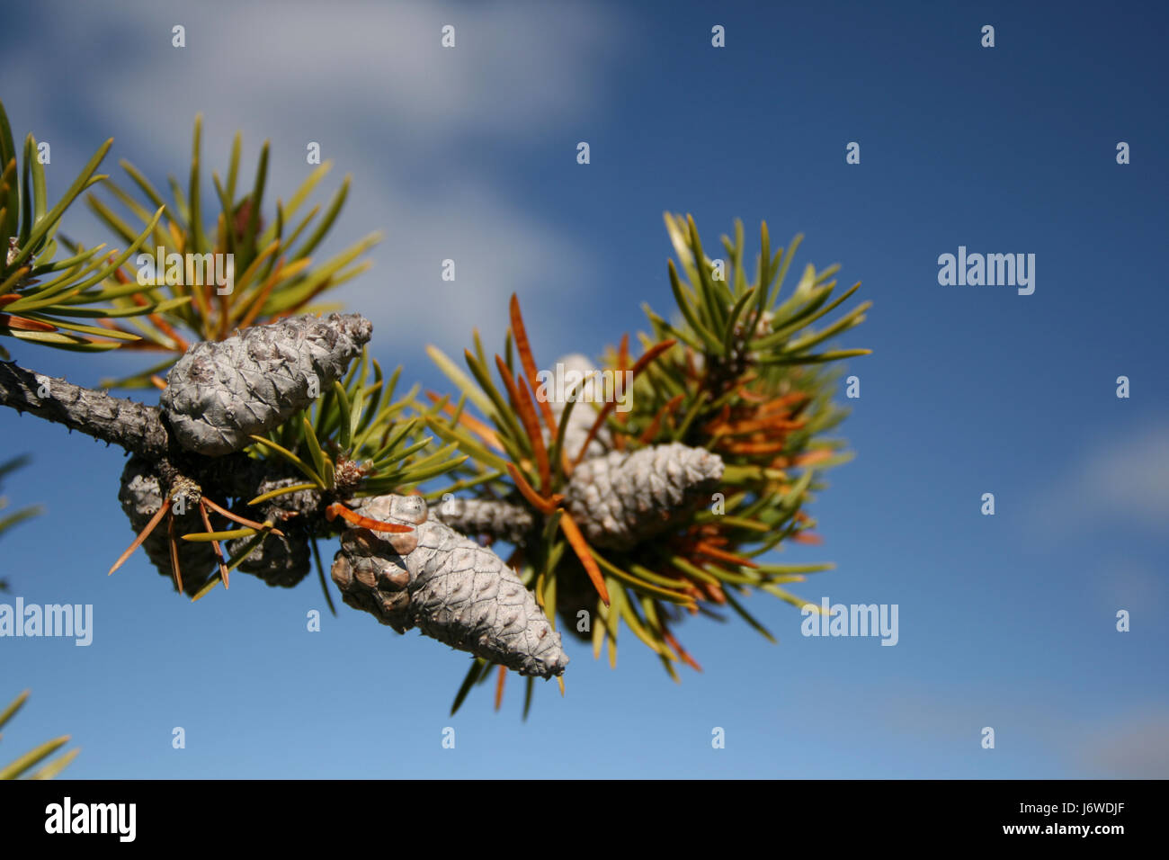 tree pine branch needles tap fir needle fir blue tree green pine branch ...