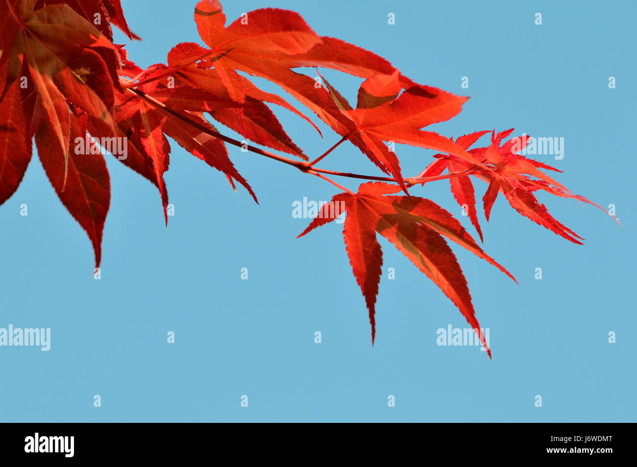 decorative plant maple japanese japan as red as fire red leaf tree ...