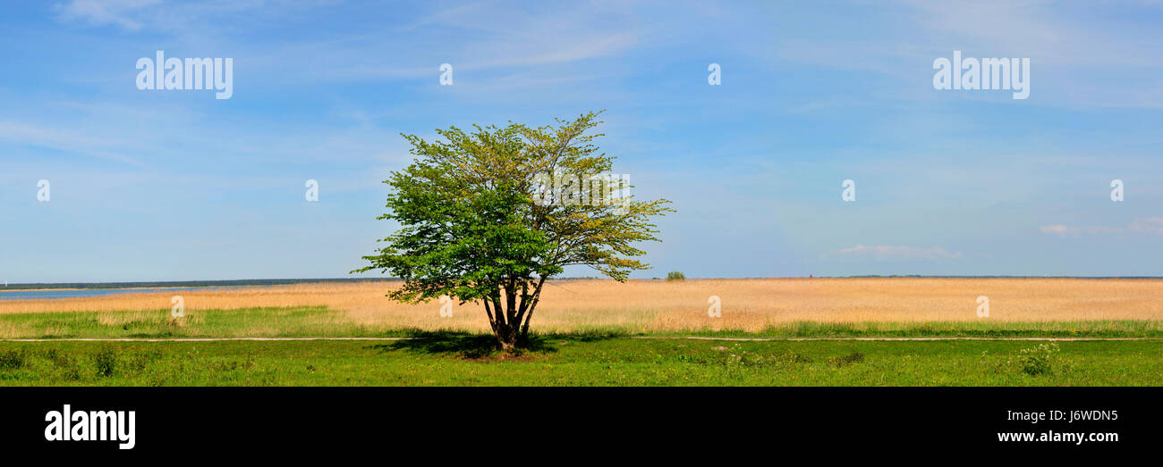 tree deciduous tree reed sight view outlook perspective vista panorama ...