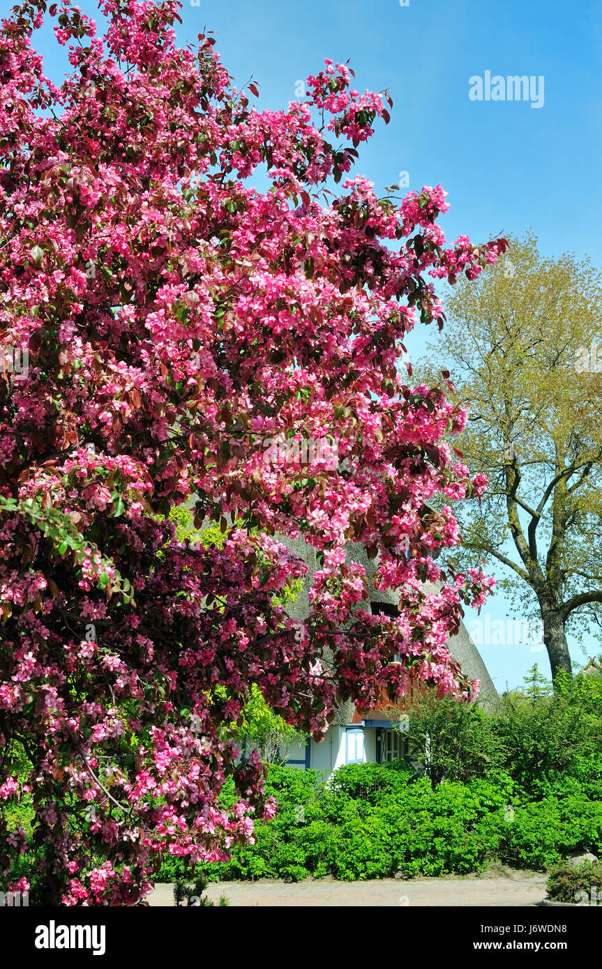 tree fruit plum plum tree tree bloom blossom flourish flourishing ...