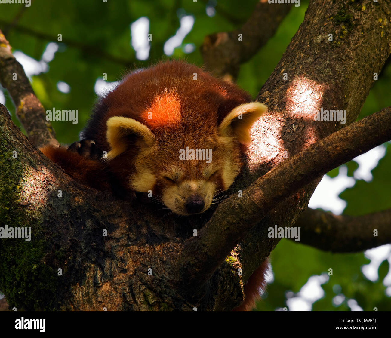 a red panda Stock Photo - Alamy